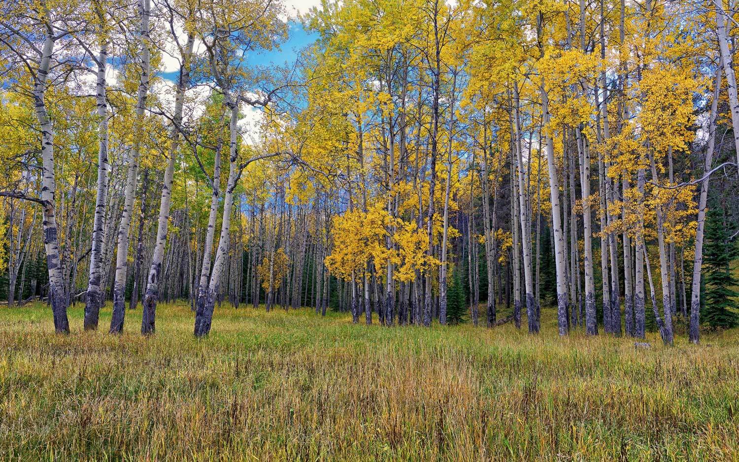 BackWoods Resources - Vegetation Management